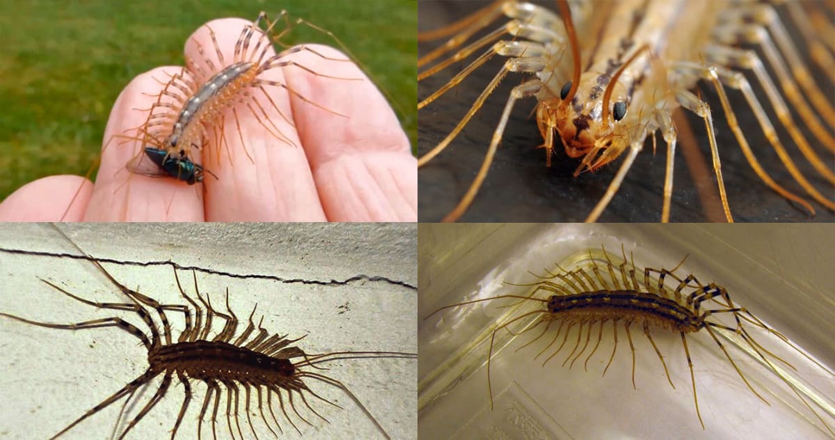 Сколопендра домашняя - методы спасения, последствия укуса Советы от ...
